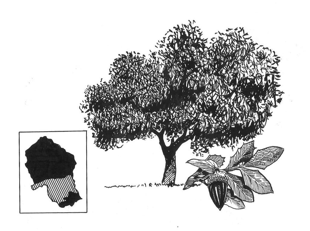 Chozas de Córdoba.: La encina.