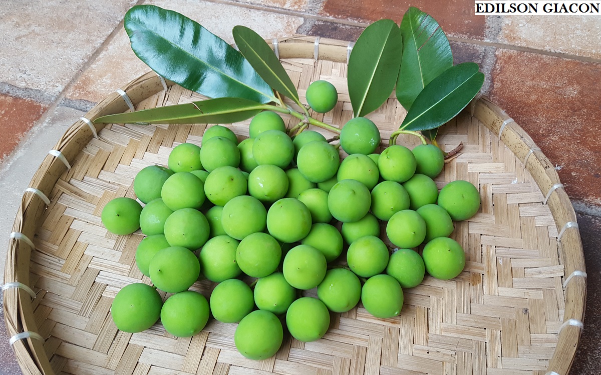 Viveiro Ciprest - Plantas Nativas e Exóticas: Guanandi ou Jacareúba ...