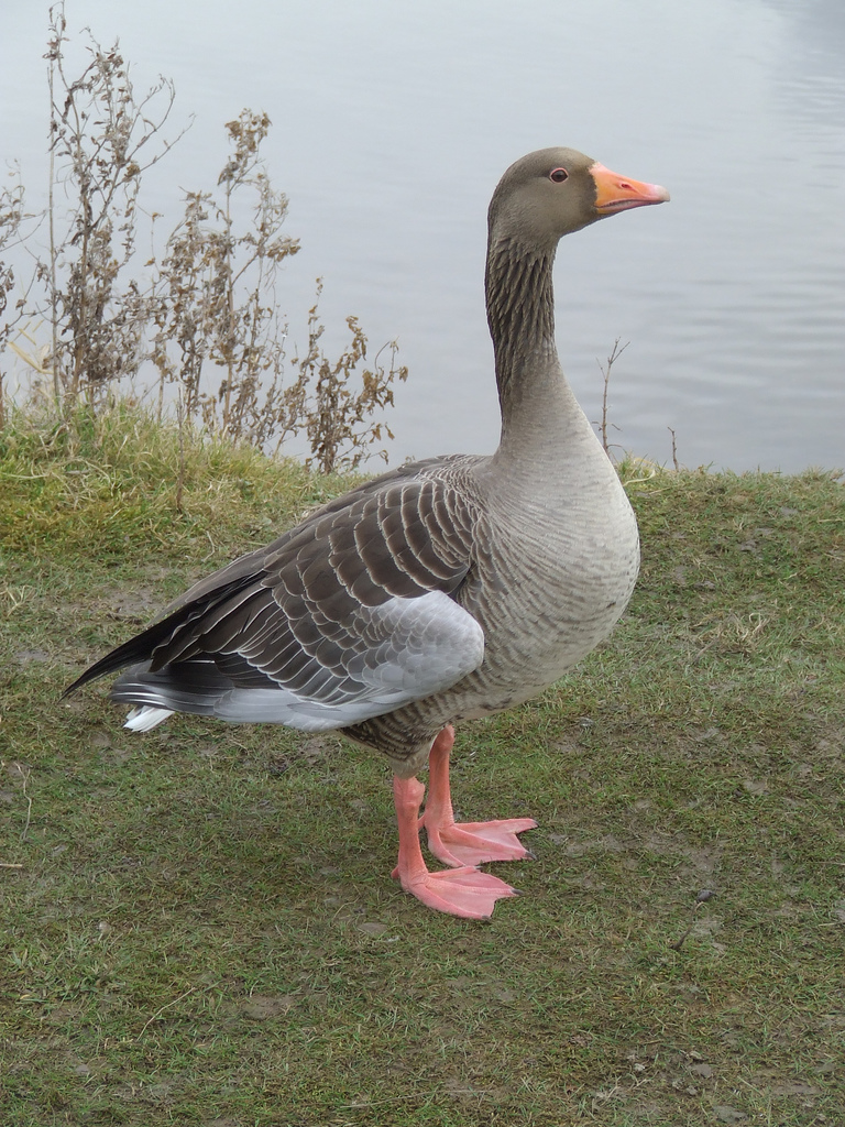 Greylag Goose