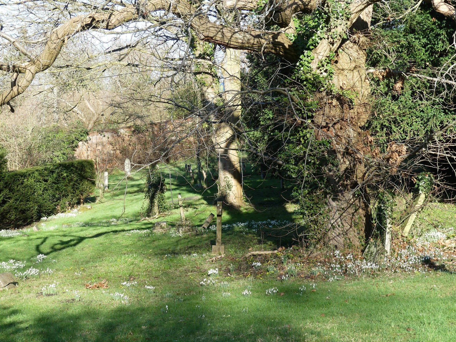 Ragged Robin's Nature Notes: Snowdrops at St Mary's Temple Balsall