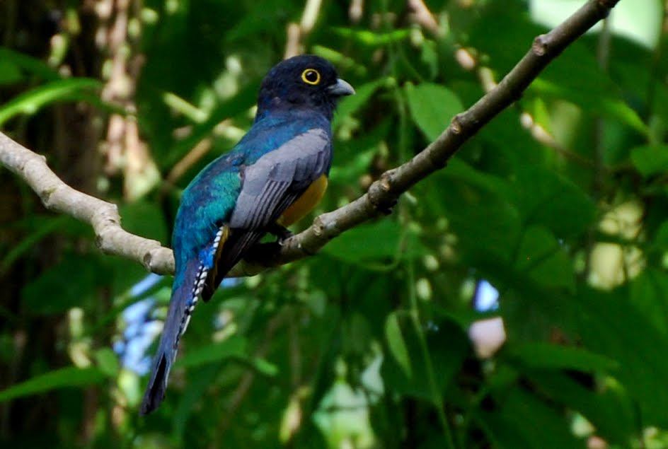 Riha in Costa Rica: Early Morning Bird Walk