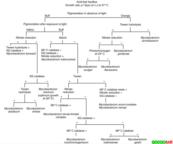 [Microbiology] Atlas of Mycobacterium tuberculosis and Other ...