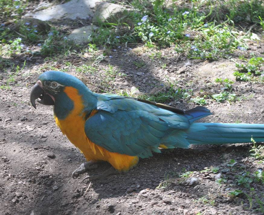 ZOOTOGRAFIANDO (6.100 ANIMALS): GUACAMAYO DE BARBA AZUL / BLUE-THROATED ...