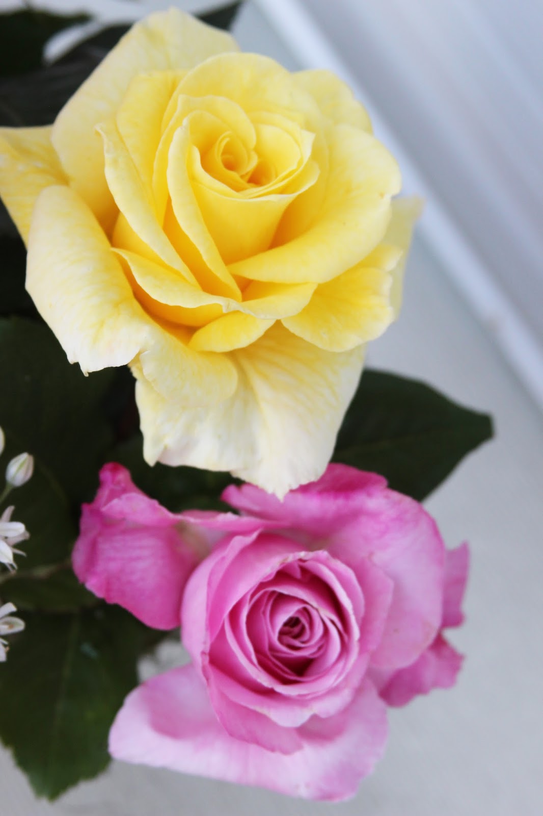 HYBRID TEA ROSES- USING THE FIRST FLUSH OF SPRING ROSES IN BASKET ...