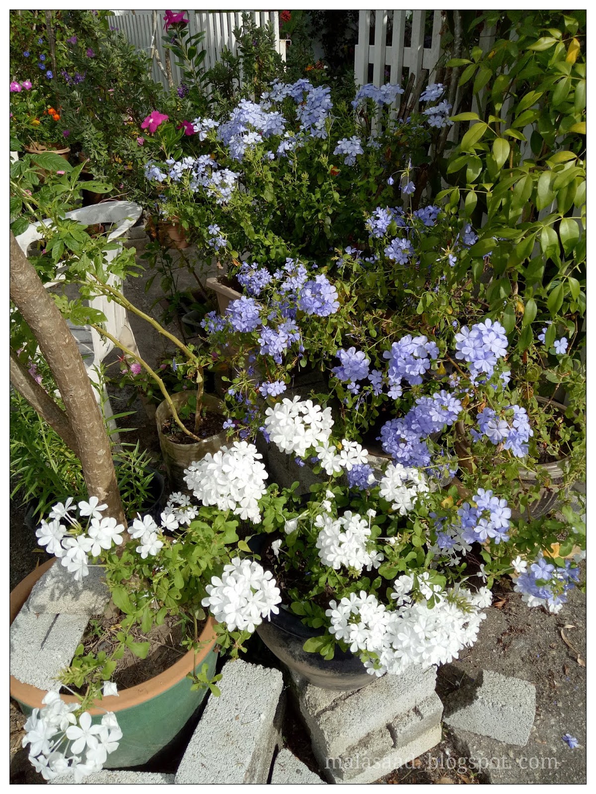 My Green Eye's: Plumbago Auriculata