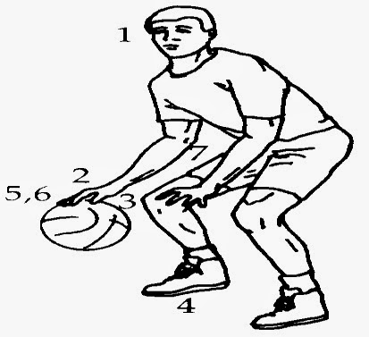 Guia de Ejercicios de Baloncesto: BOTEAR