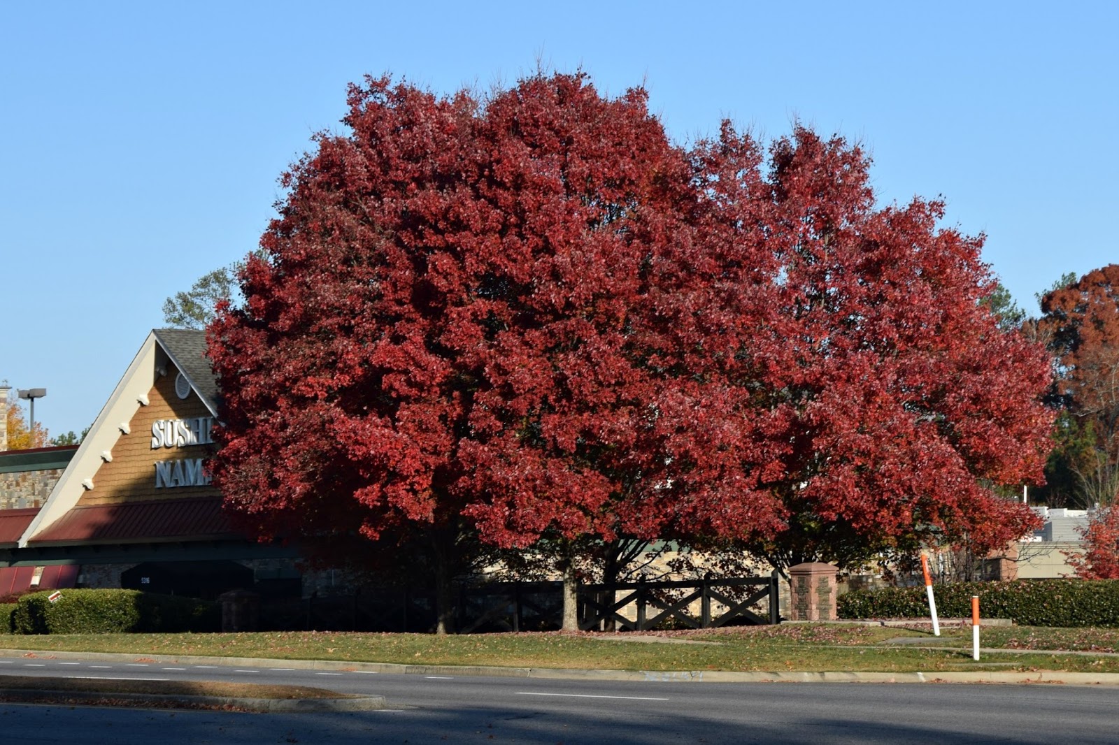 Using Georgia Native Plants: Parking Lot Maples