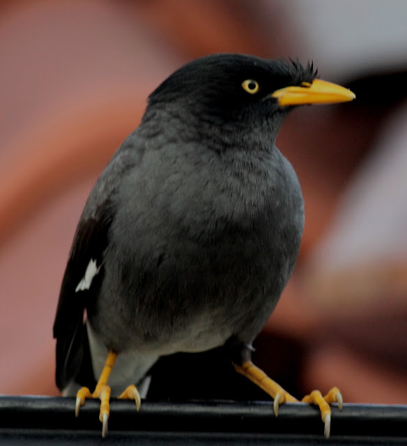 Ron-Nature-Adventures: Javan Myna versus Jungle Myna