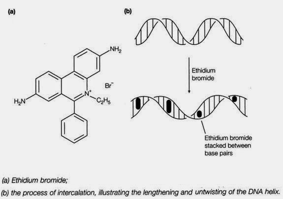 Bio-Resource: Mechanism of Interaction of Ethidium Bromide with DNA