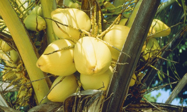 ALIMENTE-SE COM SABEDORIA!: COCO: ENTRE AS FRUTAS MAIS CONSUMIDAS NO ...