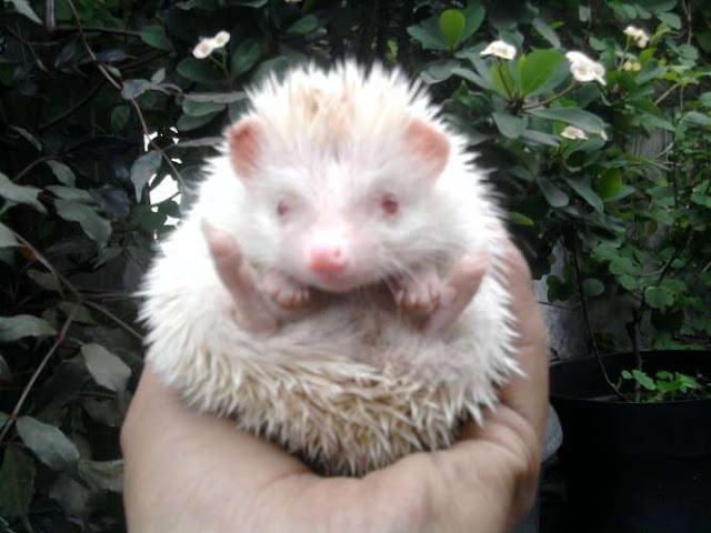 Pets Planet: Introduction of Mini Hedgehogs