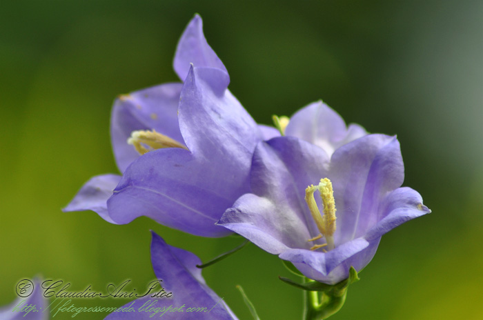 In linii mari: Peisaje