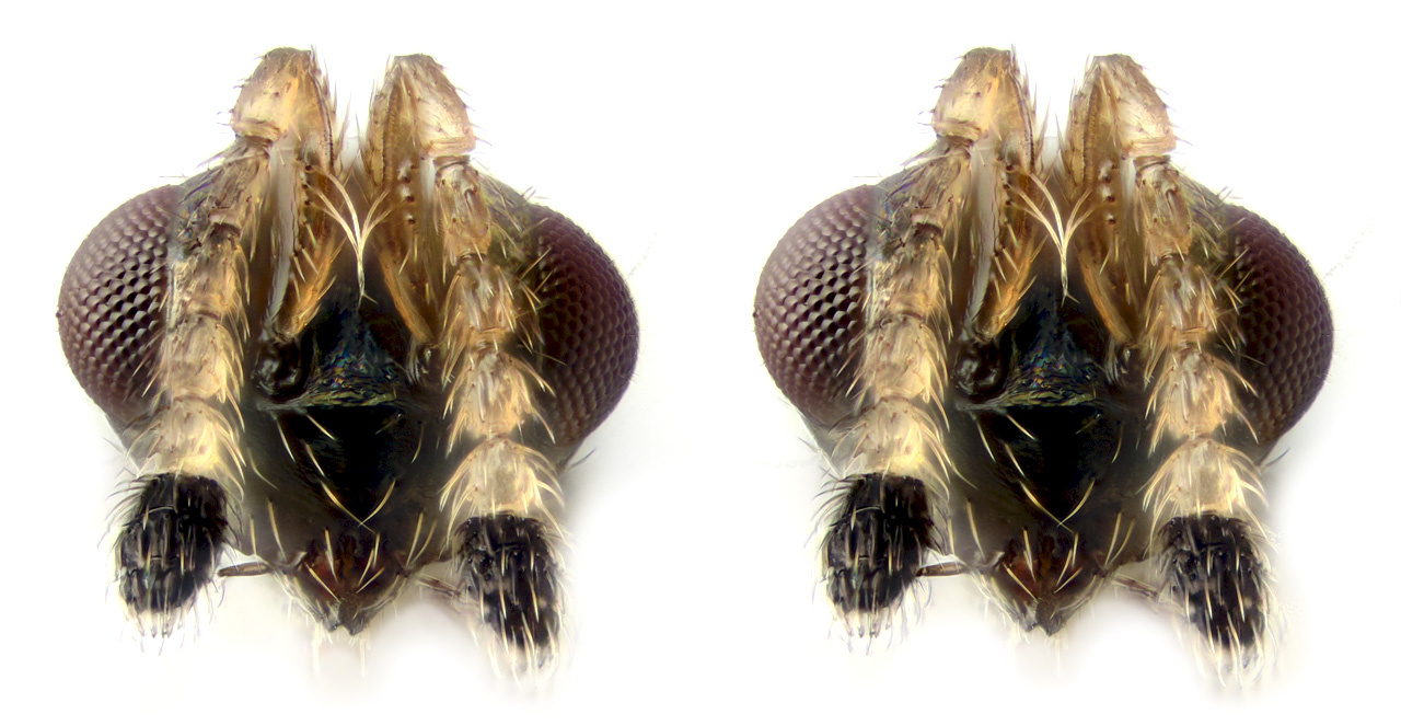 ムシをデザインしたのはダレ？: ヒメコバチ科 Tetrastichus ?howardi ♂