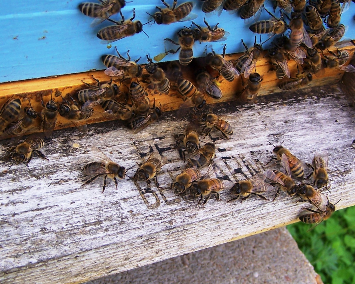 The Peace Bee Farmer: What Happened to the Hive?