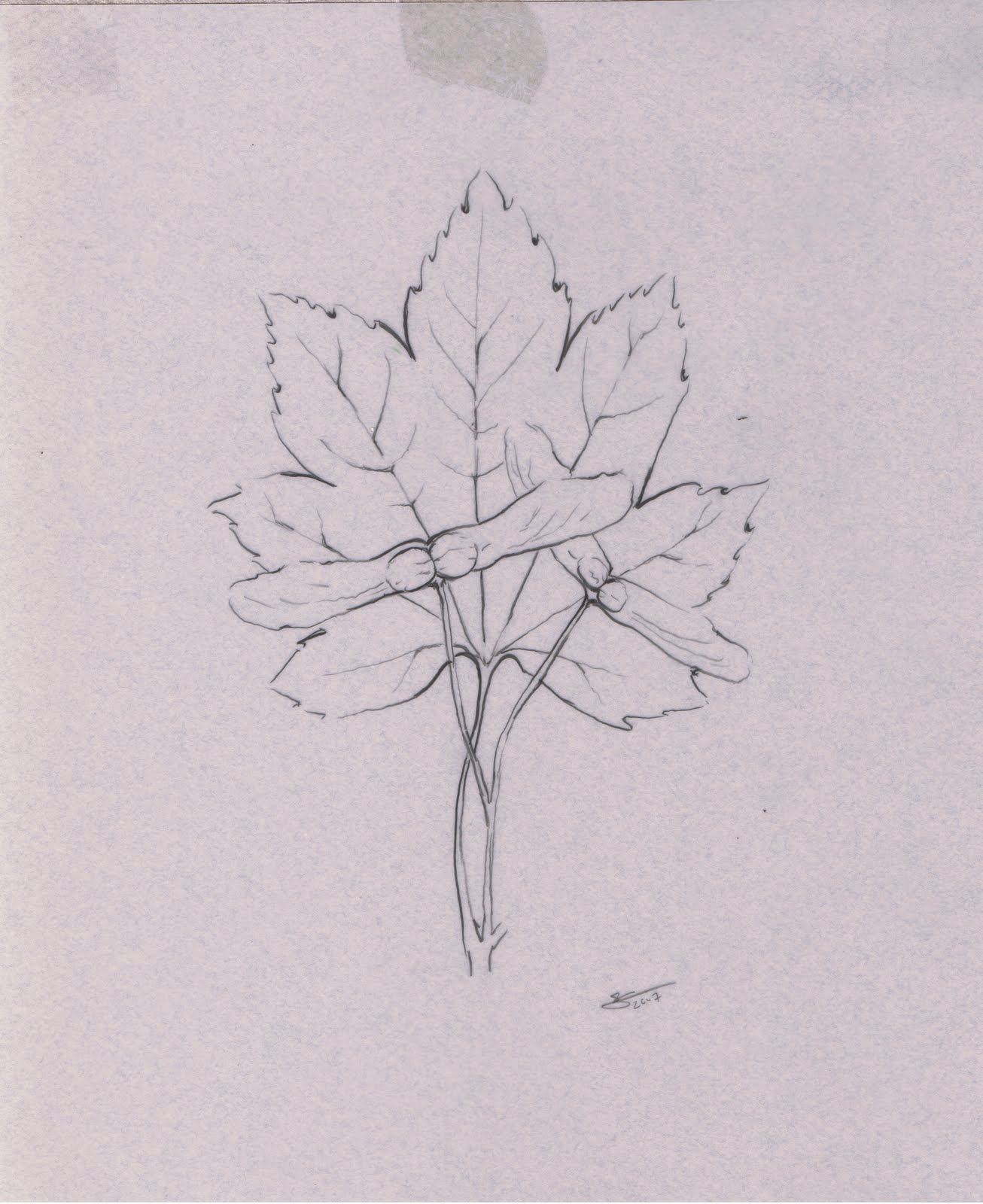 s.s. illustrations and photography: botony