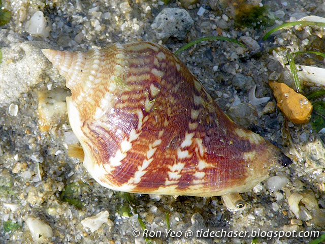 tHE tiDE cHAsER: Conches (Phylum Mollusca: Family Strombidae) of Singapore