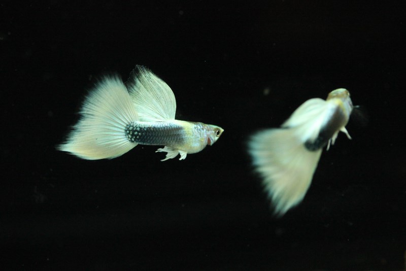 Guppy HB White | All About Guppy in The World