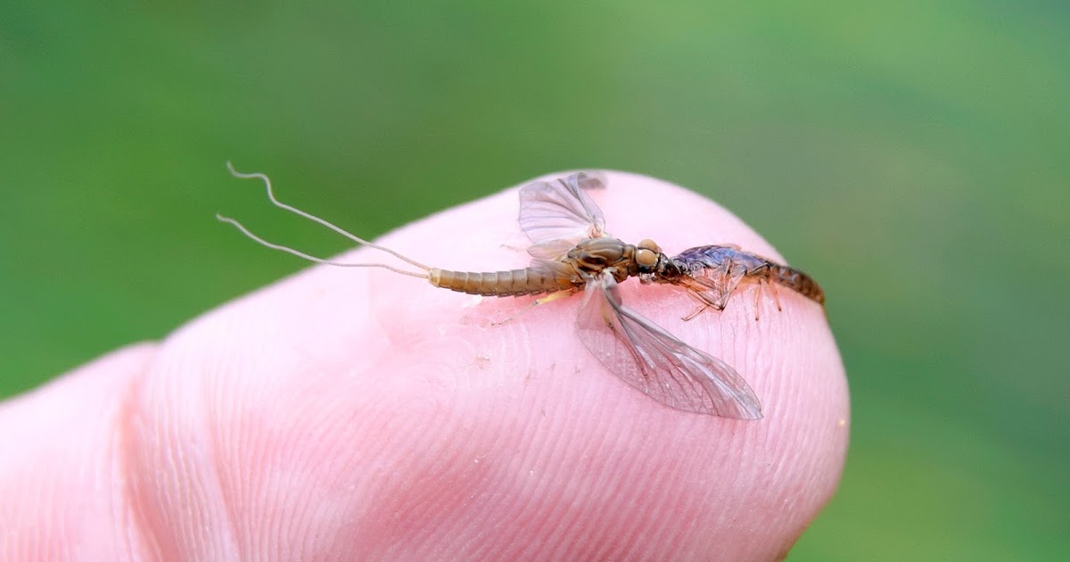 Efémeras emergentes