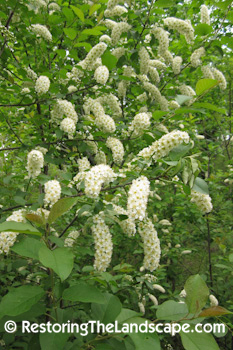 Restoring The Landscape With Native Plants: Native Plant of the Week ...