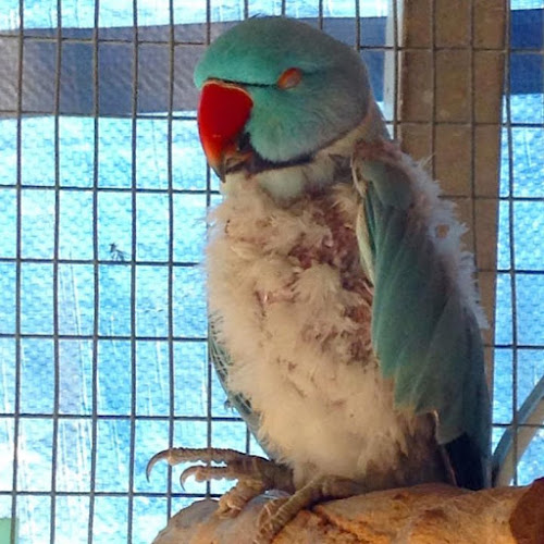 Feather plucking in Pet Parrots [bird health] — Prego Dalliance Sanctuary