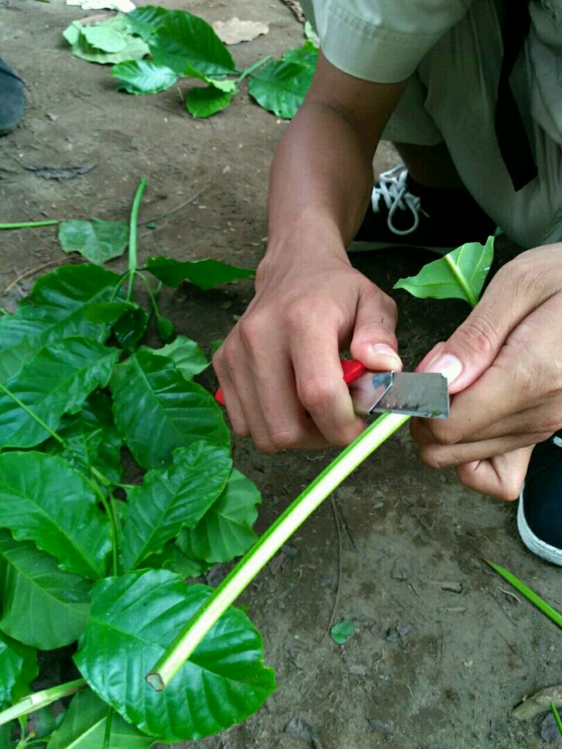 Cara Stek Tanaman Kopi