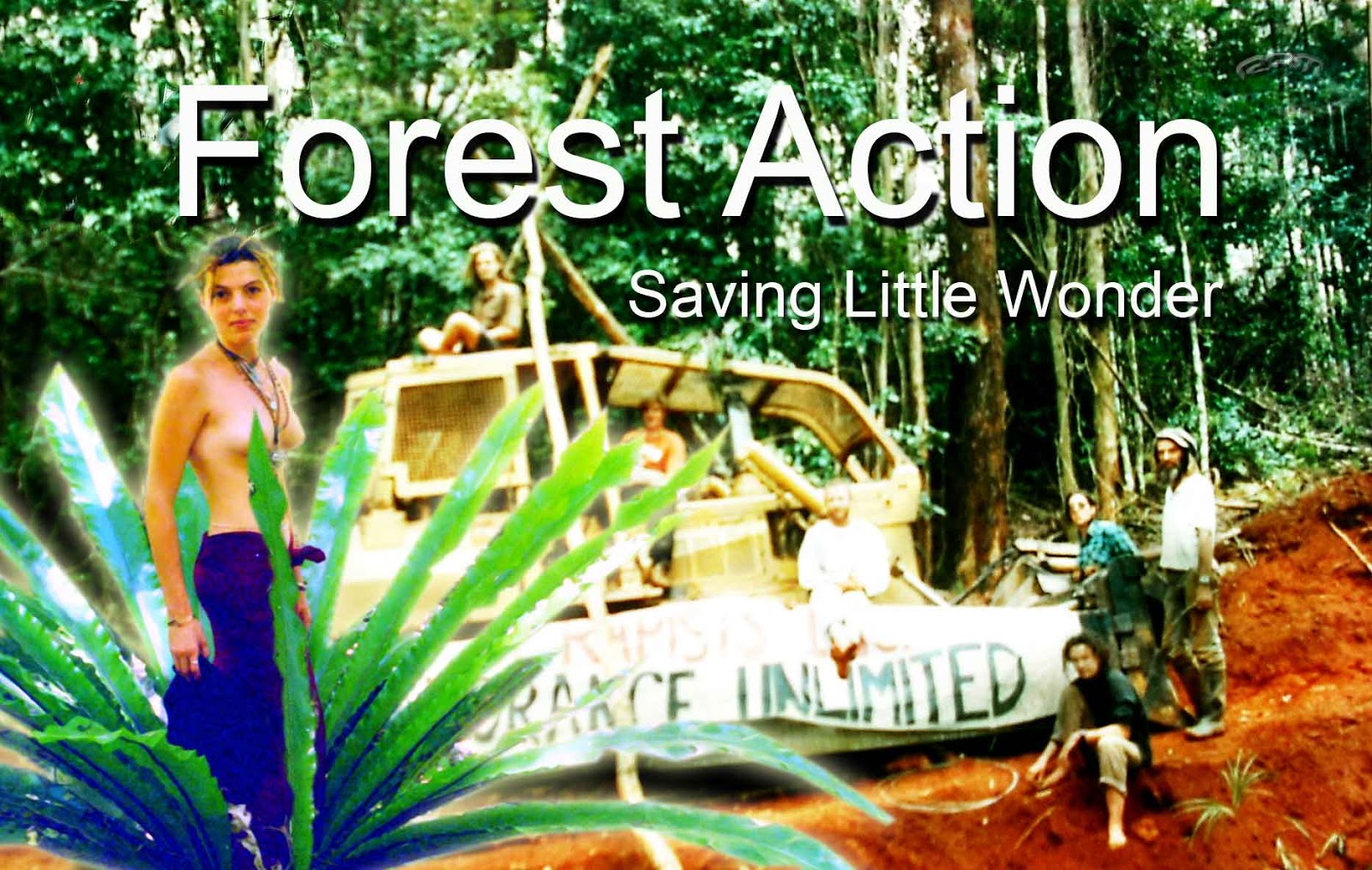 New Illuminations: Forest Action: Saving Little Wonder 3