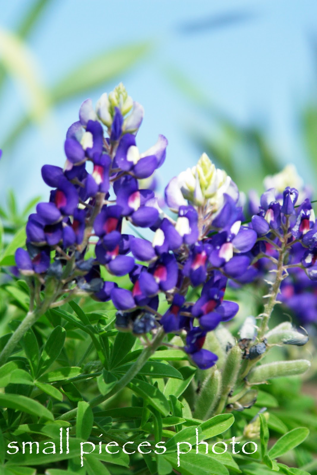 Behind the Small Pieces: Texas Blue/Pink/White and Maroon Blue Bonnets!!