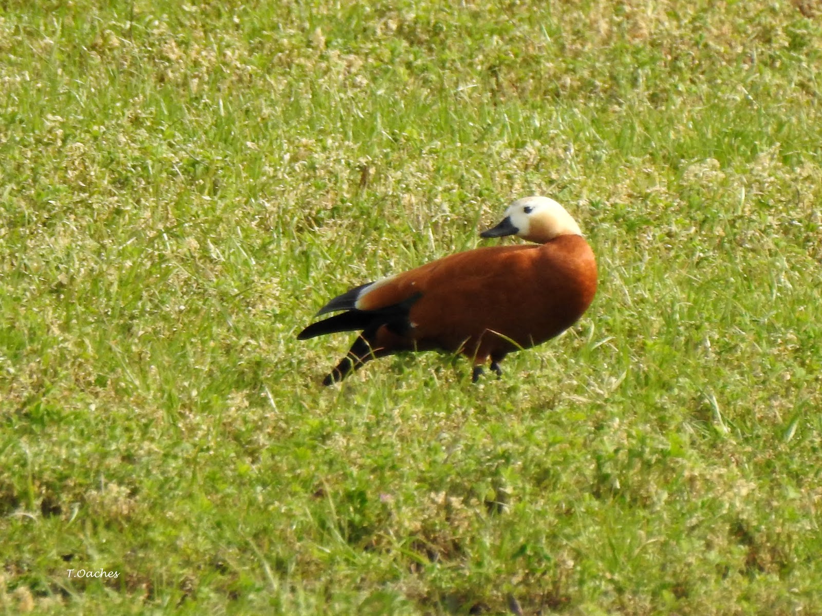 PASARI DIN ROMANIA: CALIFAR ROSU, Tadorna ferruginea