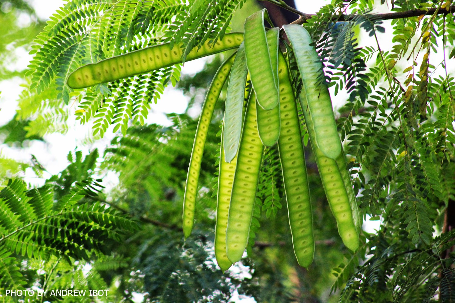 Ako si ANDREW IBOT!: Ipil-ipil (Leucaena glauca L.)