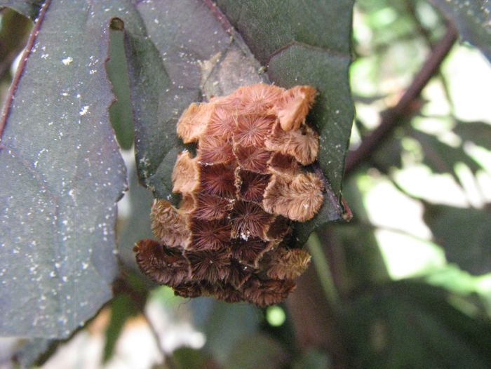 Brown Fuzzy Square Worm