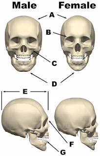 Straining Forward: Anatomy and Physiology: Skull and Bone Differences ...