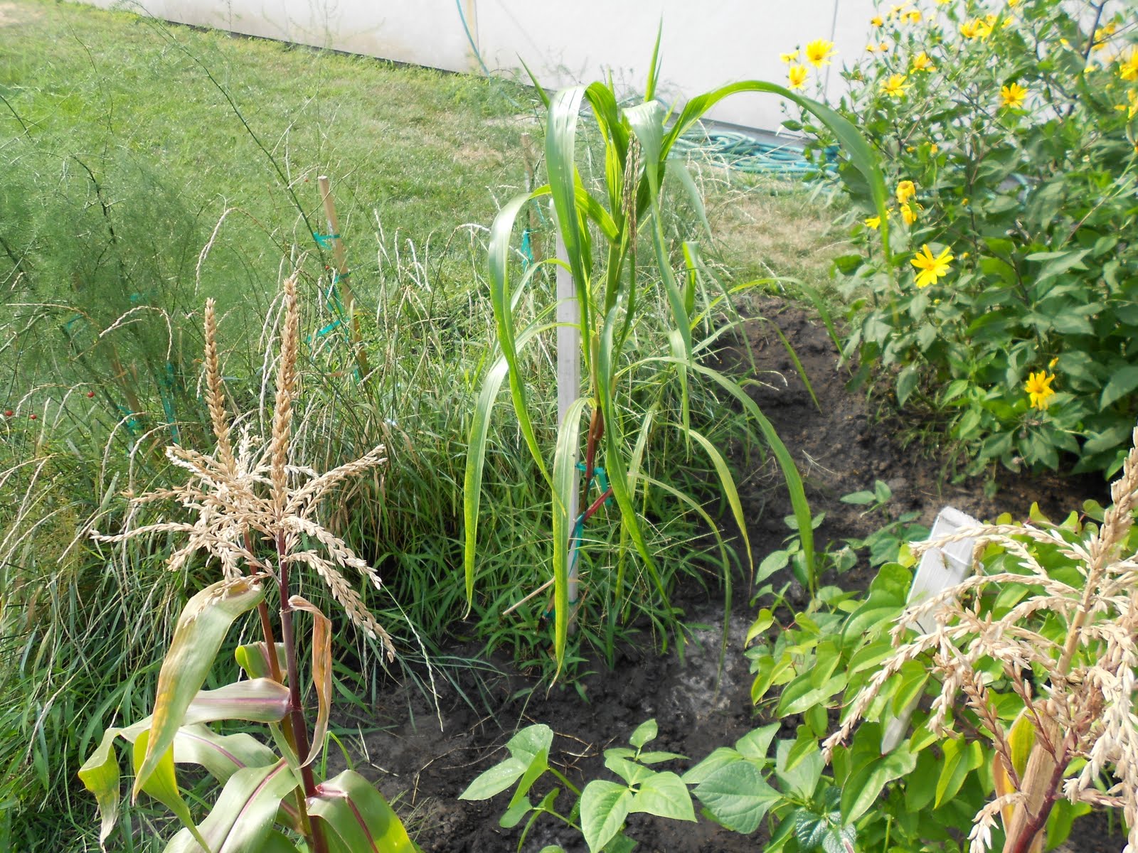 The Perennial Agriculturalist: northern tepehuan teosinte