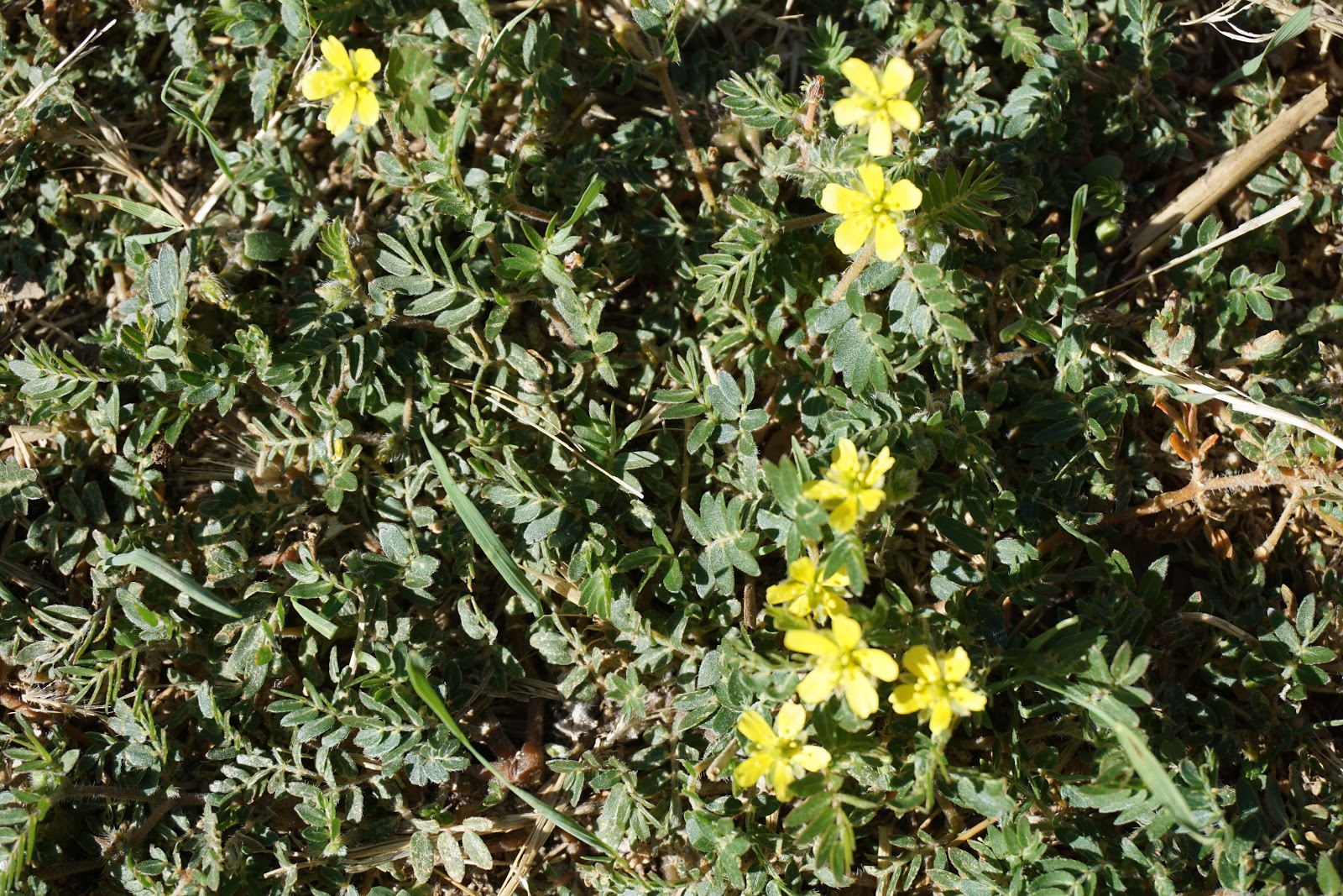 Plantas de Huerta Otea, Salamanca: Abrojo, abreojos (Tribulus terrestris)