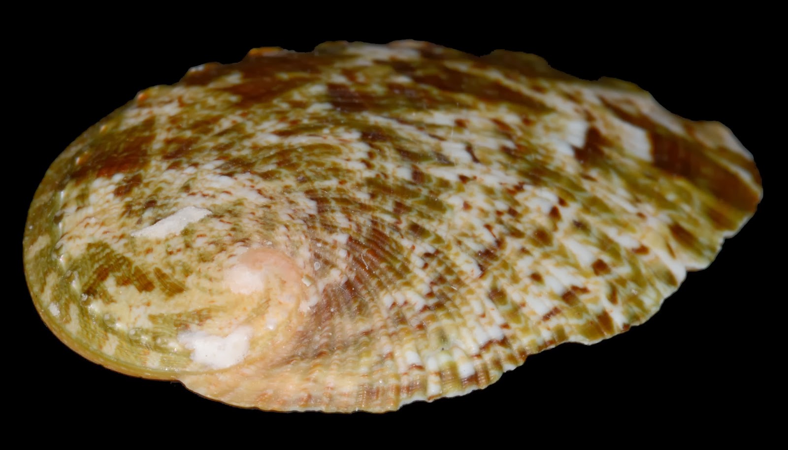 Dr. Lee's Gallery Museum: Haliotis glabra 35.98mm 菲律賓鮑螺