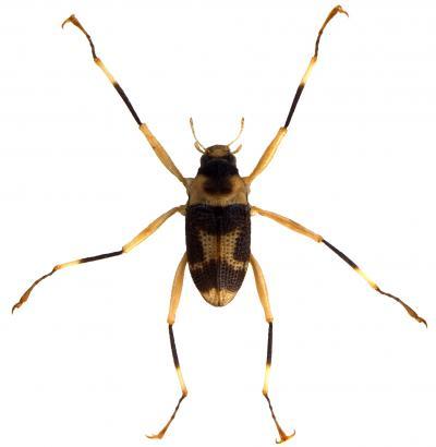 Anything About Palawan