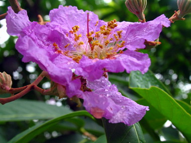 Banaba Leaf | Medicinal herbs plants