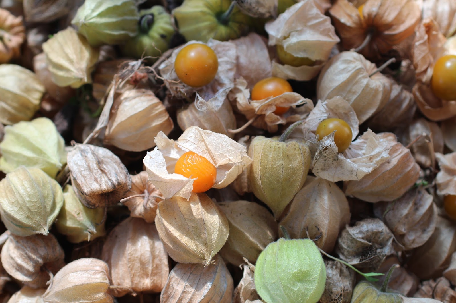 Florez Nursery: Cape Gooseberry, Physalis peruviana