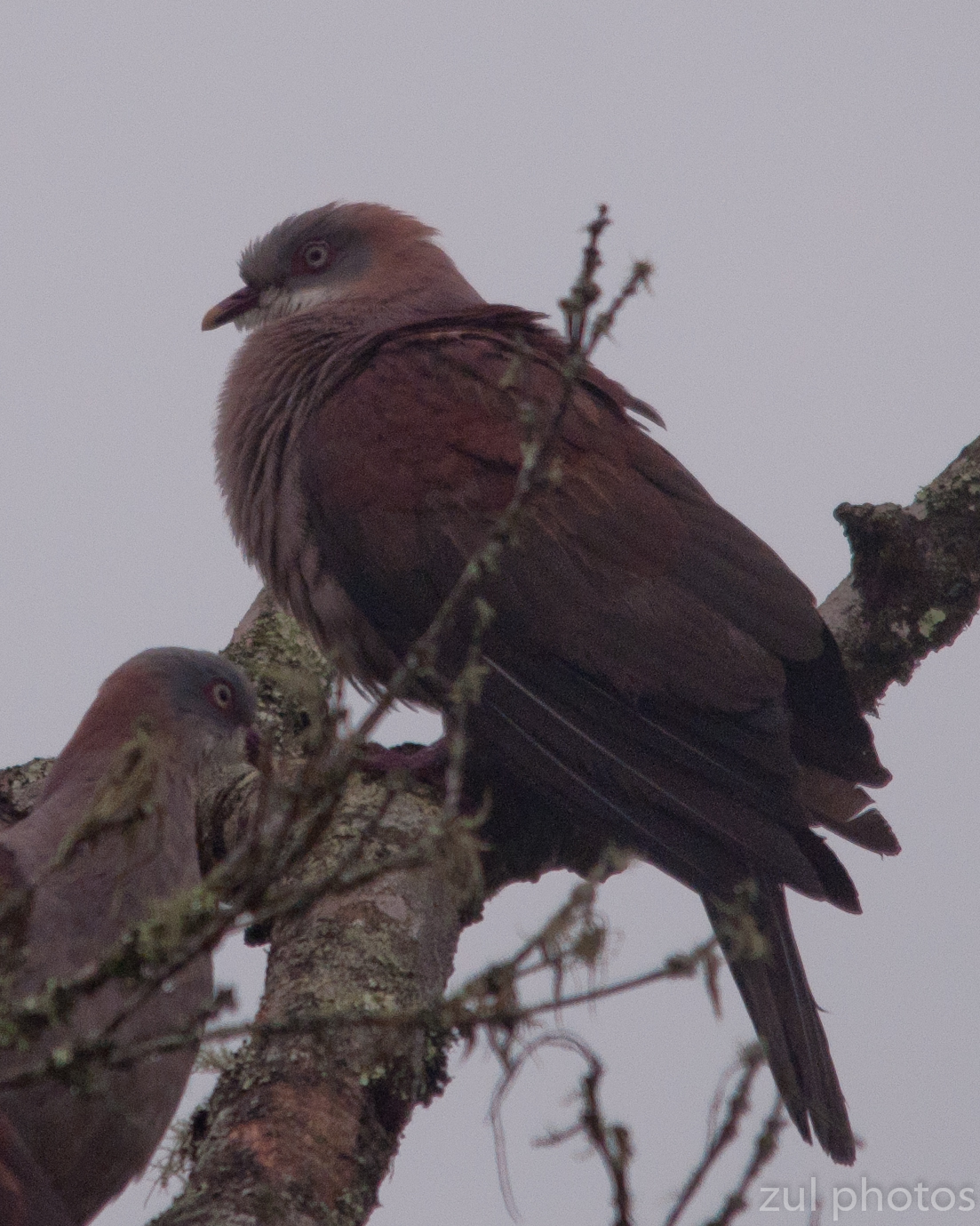 Zul Ya - Birds of Peninsular Malaysia: Burung Punai Dan Pergam ( Pigeon )