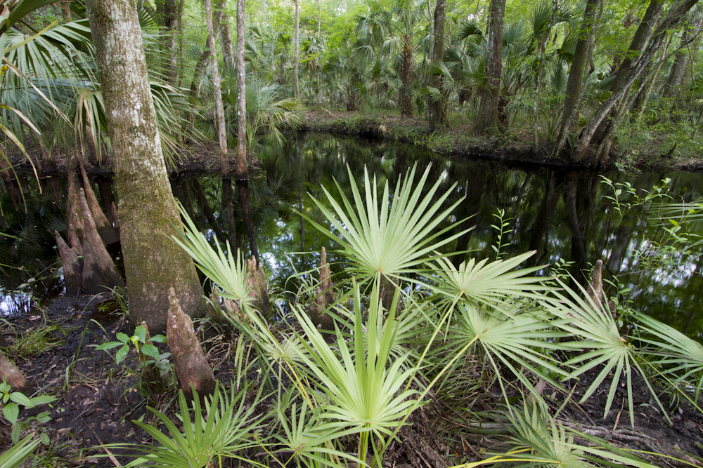 Mac Stone Photography Blog: Green Swamp