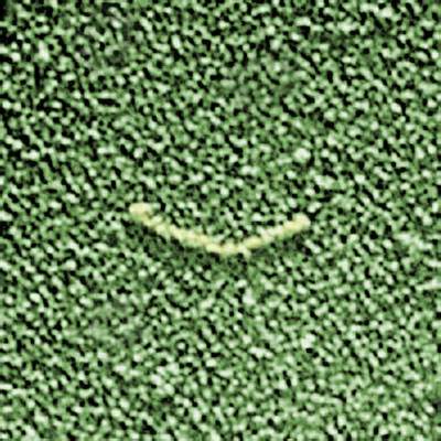 Plant Life: Viruses and Viroids