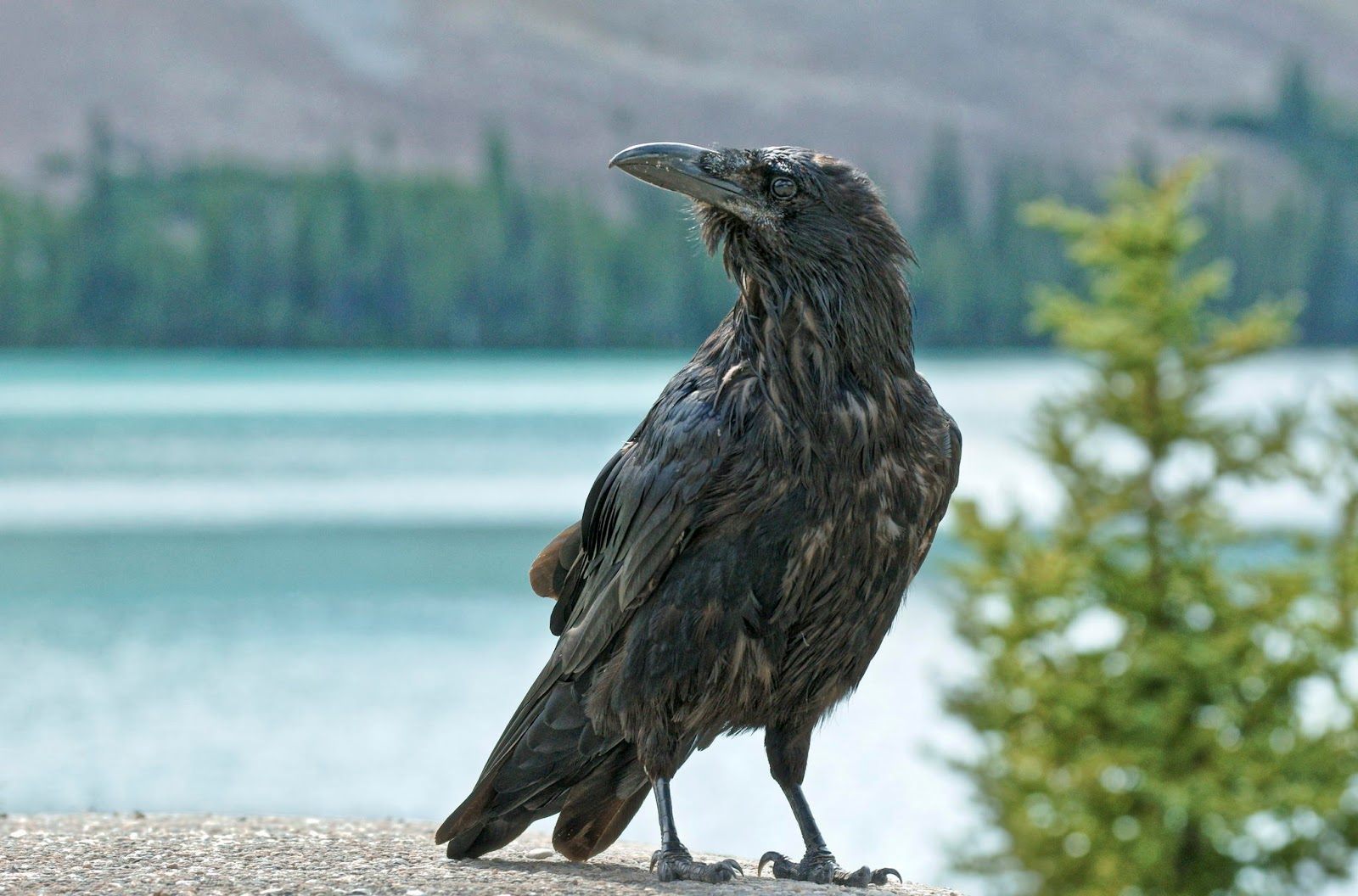 STARDREAMING With Sherry Blue Sky: Old Raven