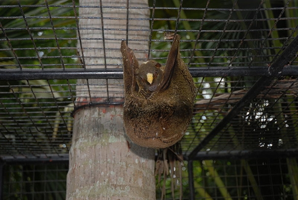 Amazing World Magazine: Top 6 Most Unusual Flying and Gliding Animal ...