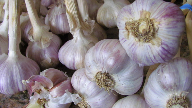 Learn To Grow: Garlic Beauty! Rocambole Garlic..Organic Gardening