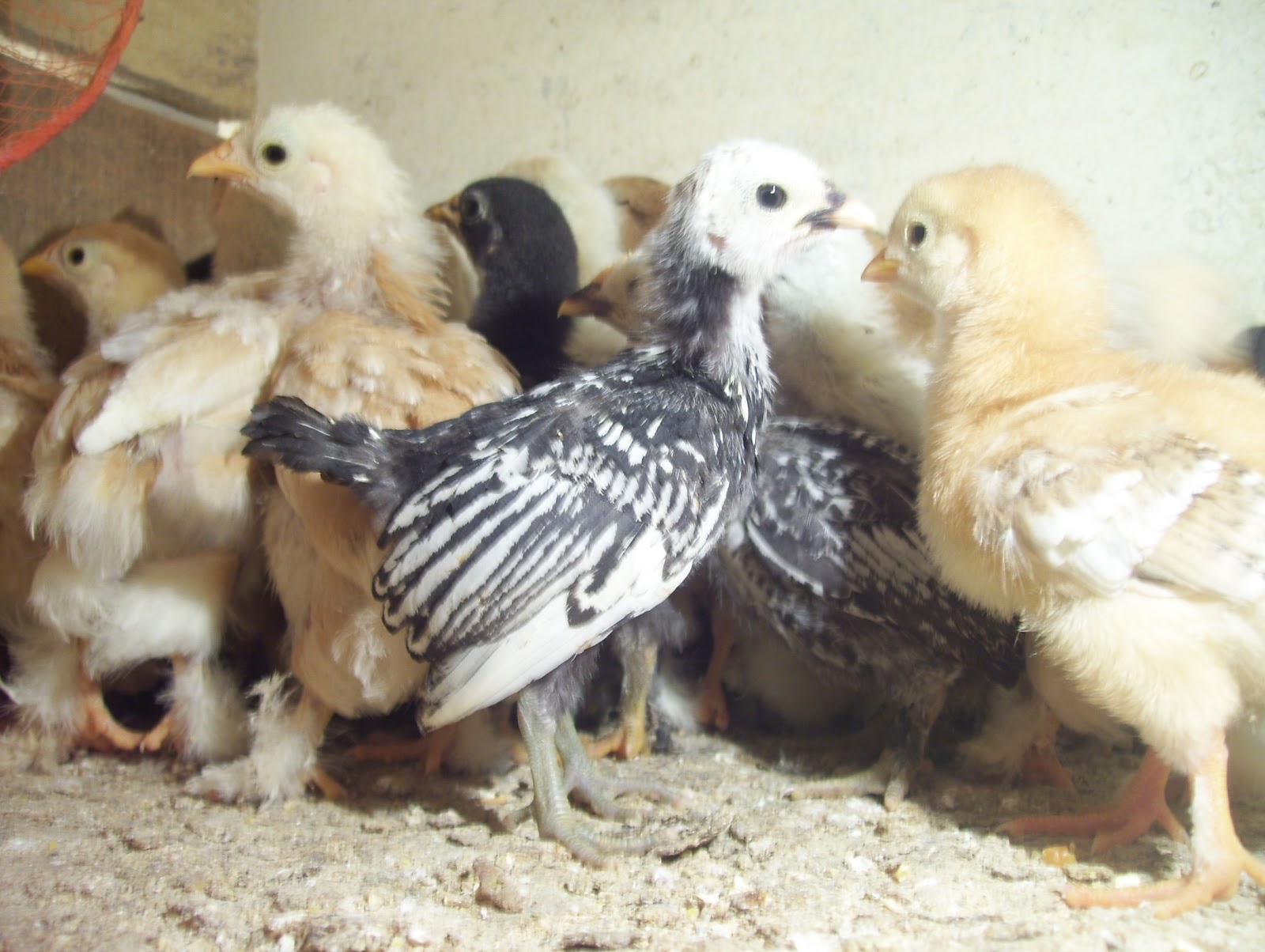 Cabaña Avicola y Cunicola Layantü: Pollitos BB – Precios 2011