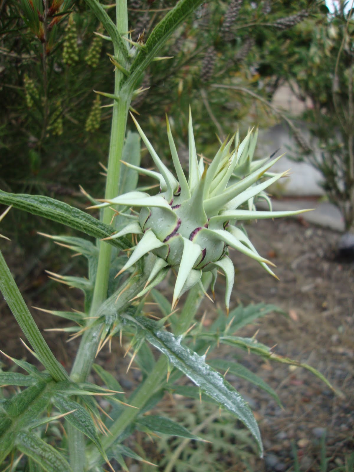 danger garden: Two styles of gardening and landscaping your Portland ...