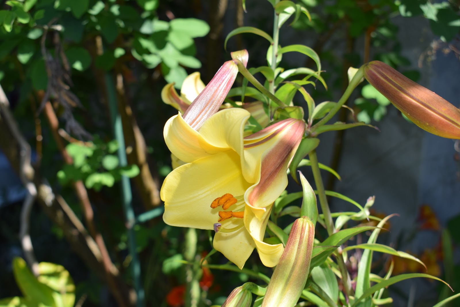 Norm's Nursery: Wonderful Wide World of Plants