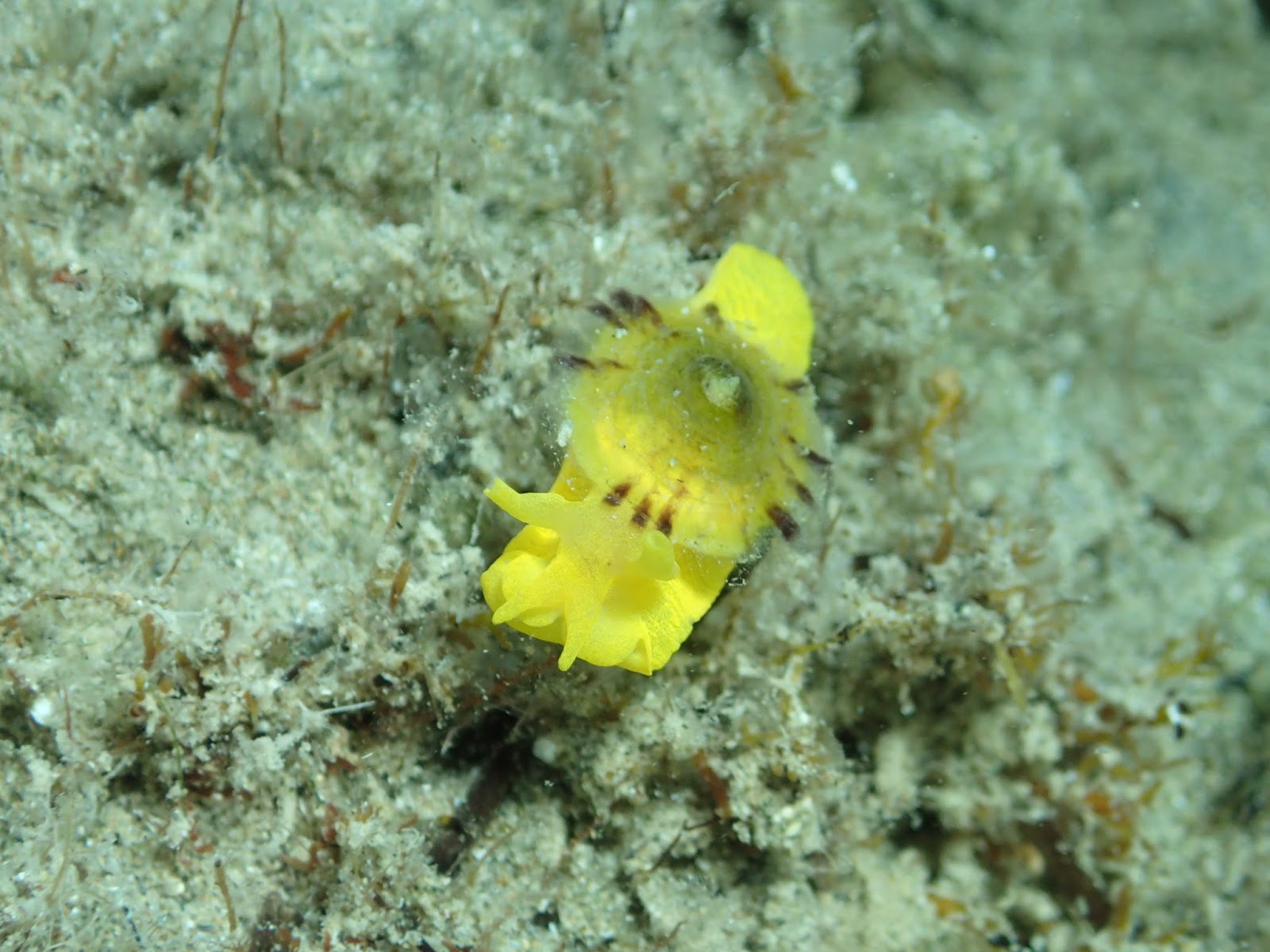 Biodiversity of Cyprus by NGO Protection of the Natural Heritage and ...