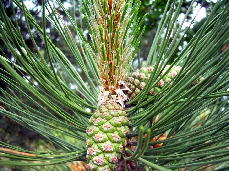 Taxonomia Plantae no Magnoliopsida: Phylum Tracheophyta Clase Pinopsida ...