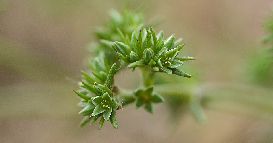 OBRAZY NATURY: Czerwiec roczny (Scleranthus annuus)
