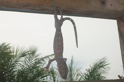 Bruce Lee Blog: Gecko died hanging upside down